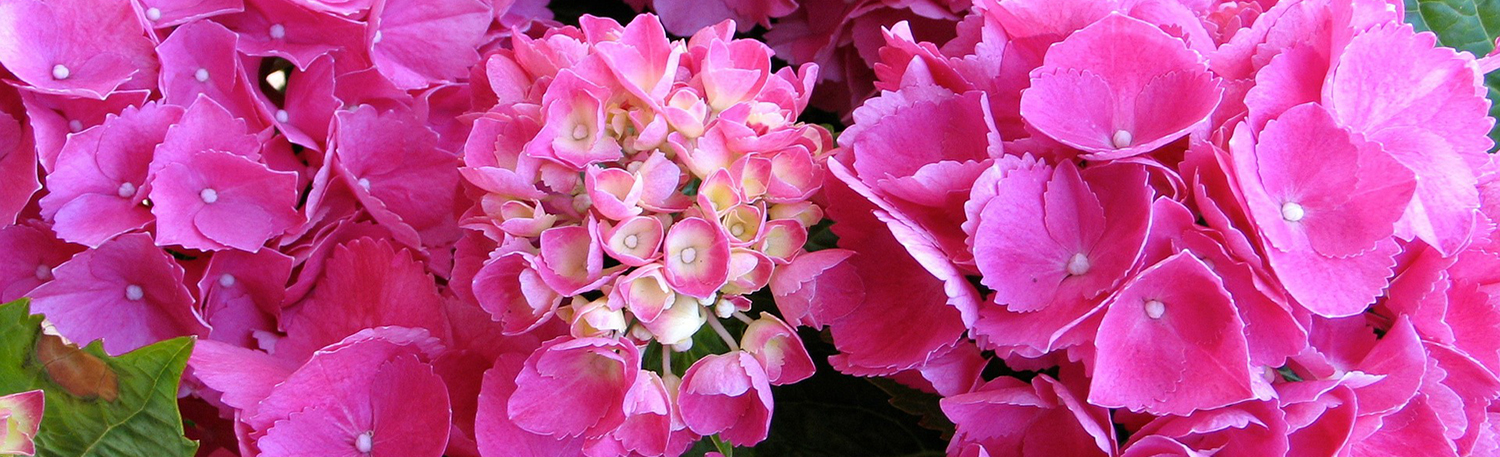Buy Hydrangeas | Nelson New Zealand - Country Blooms Flower Farm