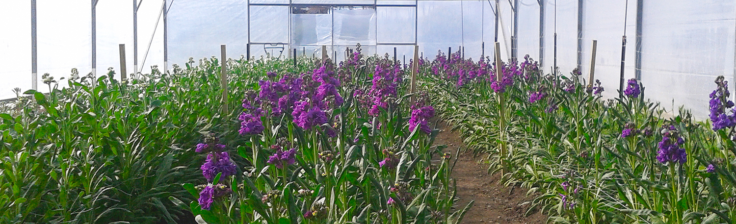 New Zealand Flower Farm - Country Blooms Flower Farm